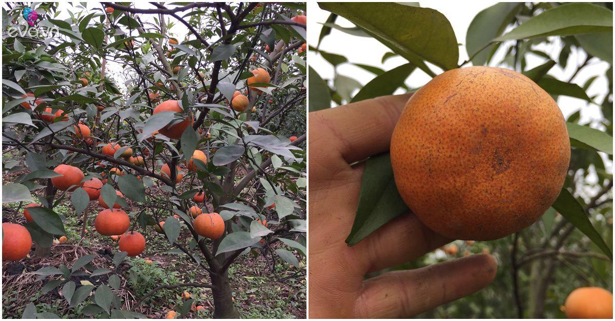 Cách phân biệt cam Canh chuẩn với cam Canh Trung Quốc