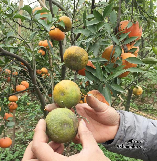 Cách phân biệt cam Canh chuẩn với cam Canh Trung Quốc