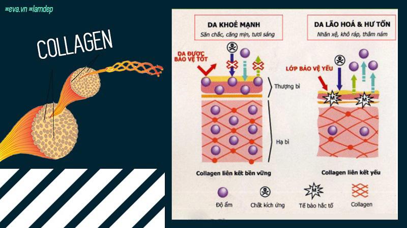 Bổ sung collagen cho da, bạn sẽ sở hữu diện mạo xinh đẹp bất chấp tuổi tác?