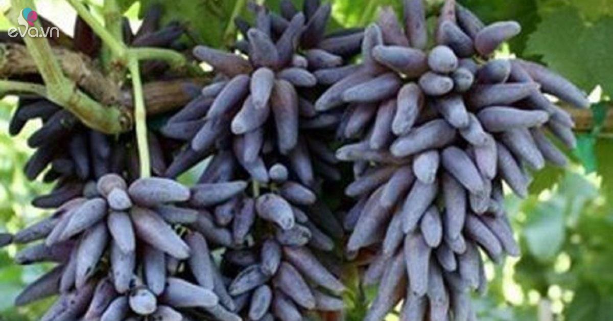Kiếm tiền tỷ mỗi năm nhờ trồng nho, ai nói ở quê không thể giàu?