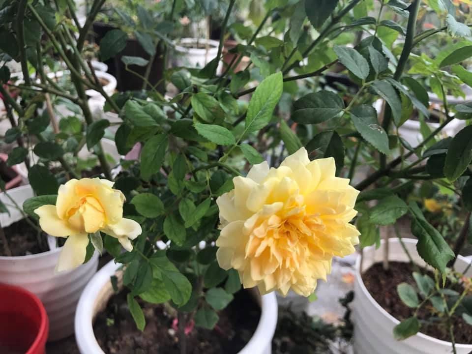 Sân thượng rộn ràng hương sắc hoa hồng, vạn người mơ ước của mẹ đảm ...