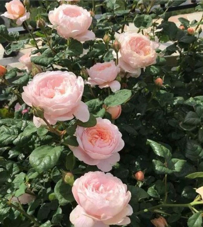 Mùa đông cho hoa hồng "ăn cá”, sang năm cành lá phát triển sum suê, hoa ...