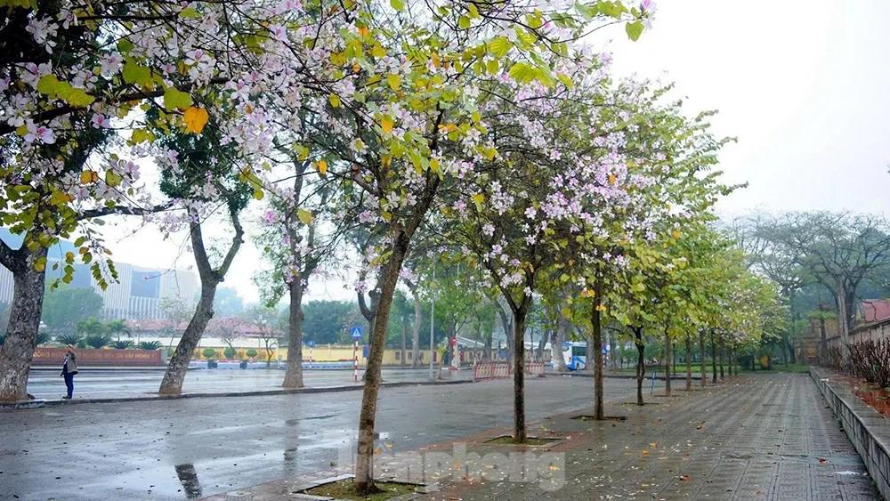 Hoa ban và những điểm check-in tuyệt đẹp tại Hà Nội