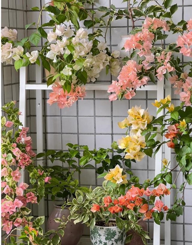 5 loại hoa độc mang vào nhà dễ gặp xui, đẹp như hoa hậu cũng không nên ...