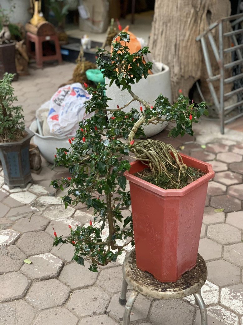 Cây dại mọc bờ rào nở hoa đỏ thắm, lên chậu thành bonsai có giá đắt đỏ ...