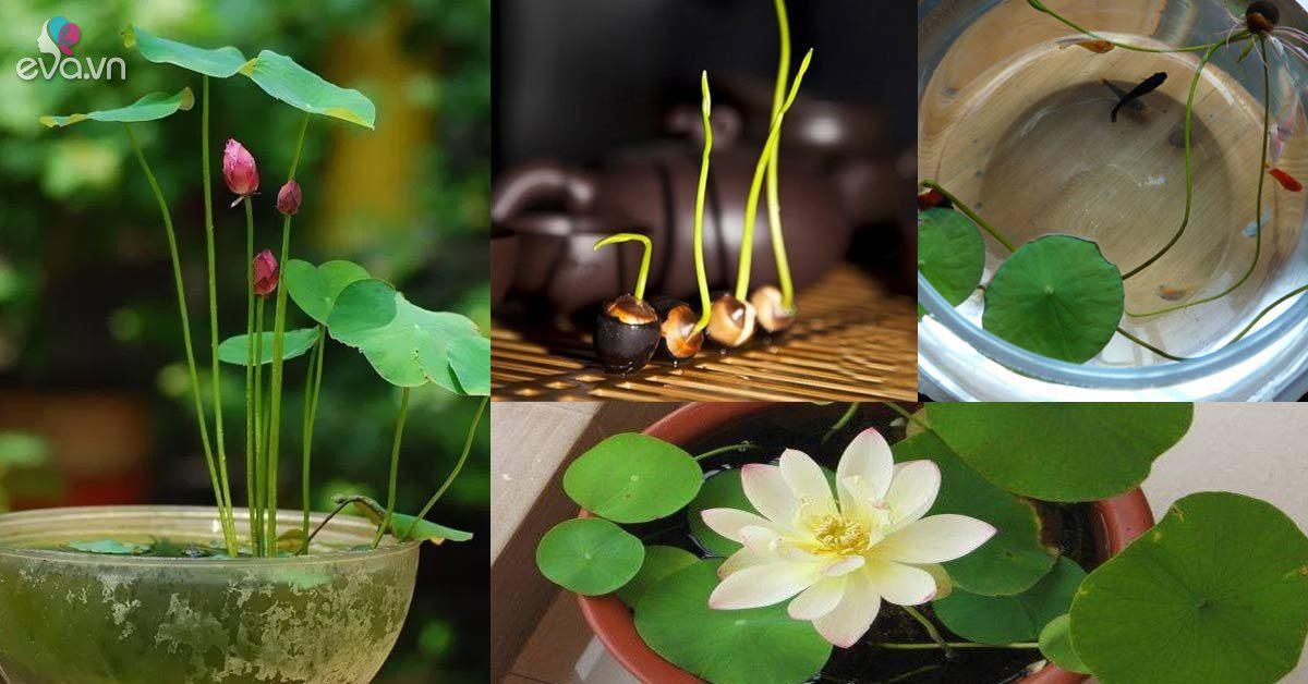 Cách trồng Sen Nhật mini và bí quyết chăm sóc hoa nở đẹp