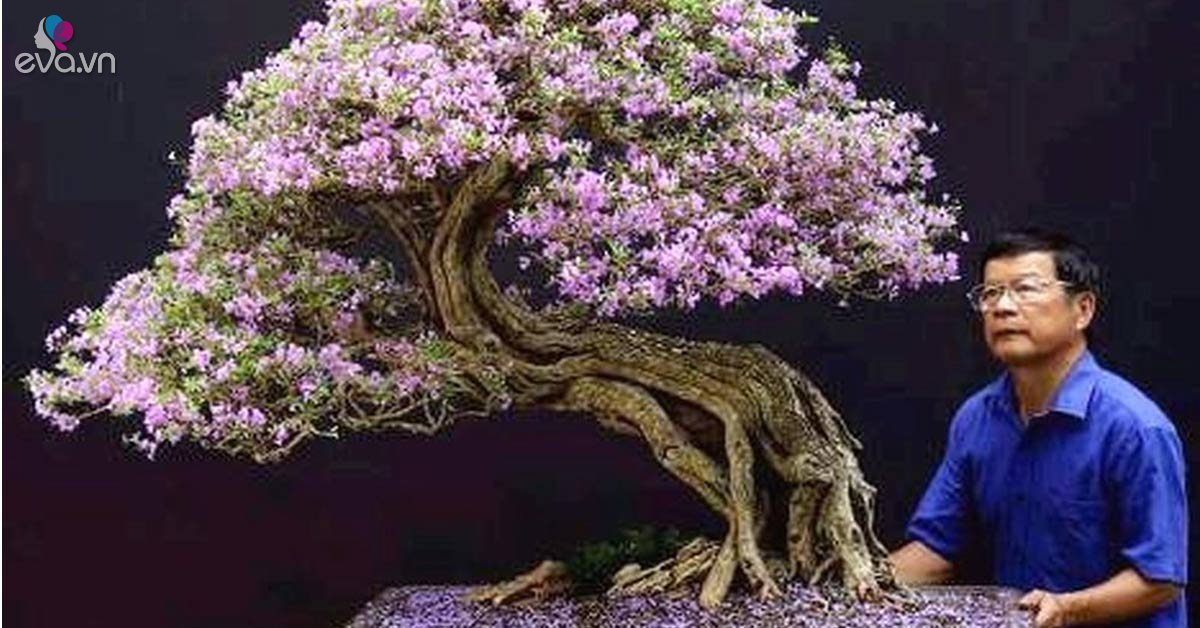 Cây Linh Sam: Hướng dẫn cách trồng và chăm sóc đẹp giá trị cao