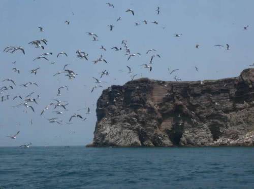 Đảo rắn duy nhất ở Trung Quốc chứa gần 20.000 con rắn độc