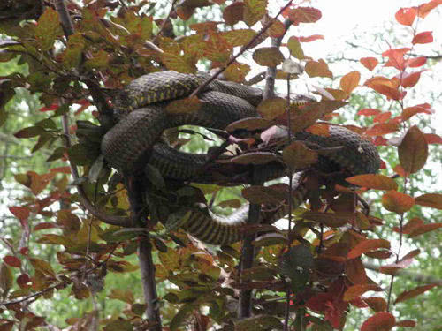 Đảo rắn duy nhất ở Trung Quốc chứa gần 20.000 con rắn độc