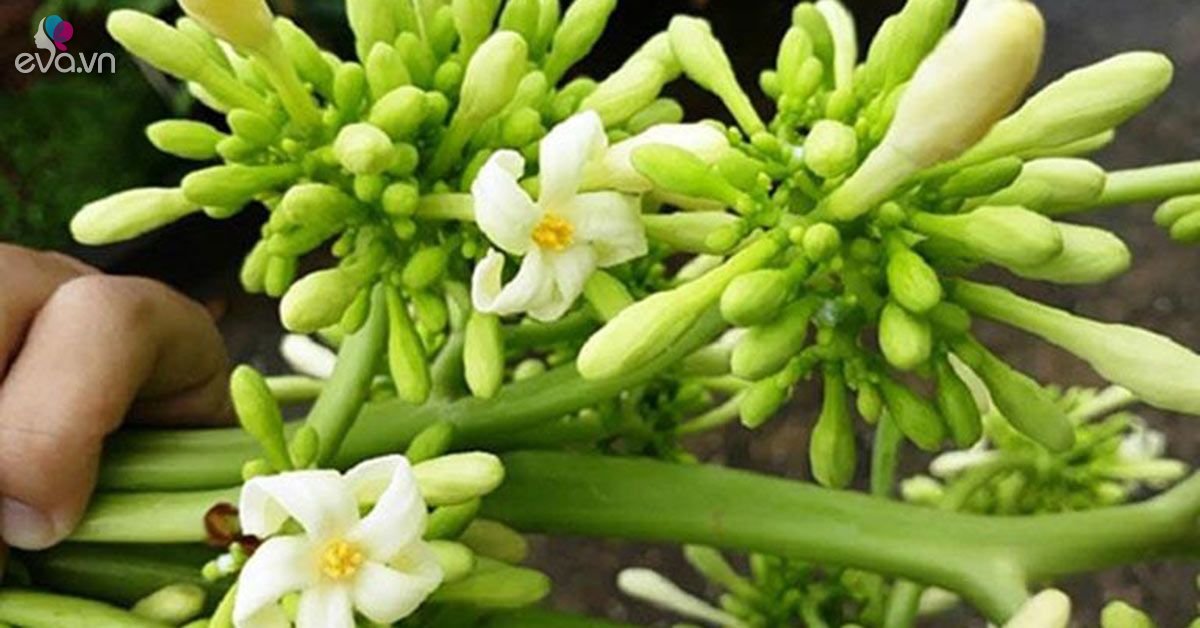 6 tác dụng của hoa đu đủ đực và cách sử dụng điều trị bệnh