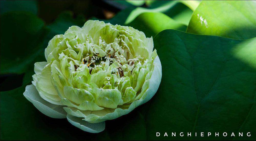 9 loài siêu sen độc - lạ nhất Việt Nam, có loại đếm cả ngày mới hết cánh