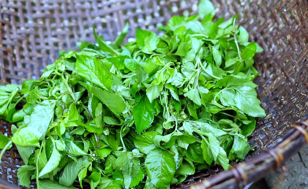 Loại rau dại xưa nhiều người nghĩ không ăn được, không ngờ là đặc sản ...