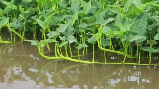 Rau muống cạn và rau muống nước loại nào sạch và ngon hơn? Lời khuyên ...