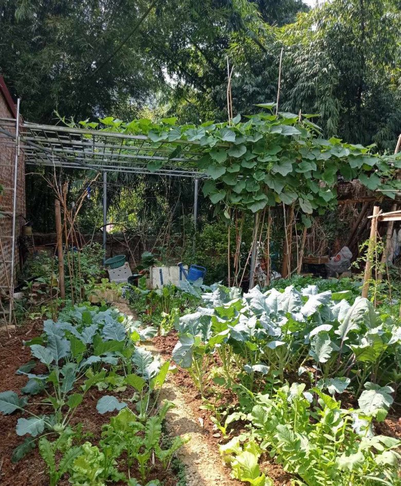 Mẹ đảm Sơn La mách bí quyết pha nước tưới rau 0 đồng, được vườn xanh ...