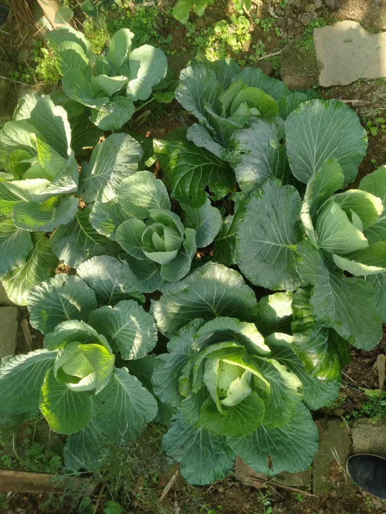 Mẹ đảm Sơn La mách bí quyết pha nước tưới rau 0 đồng, được vườn xanh ...