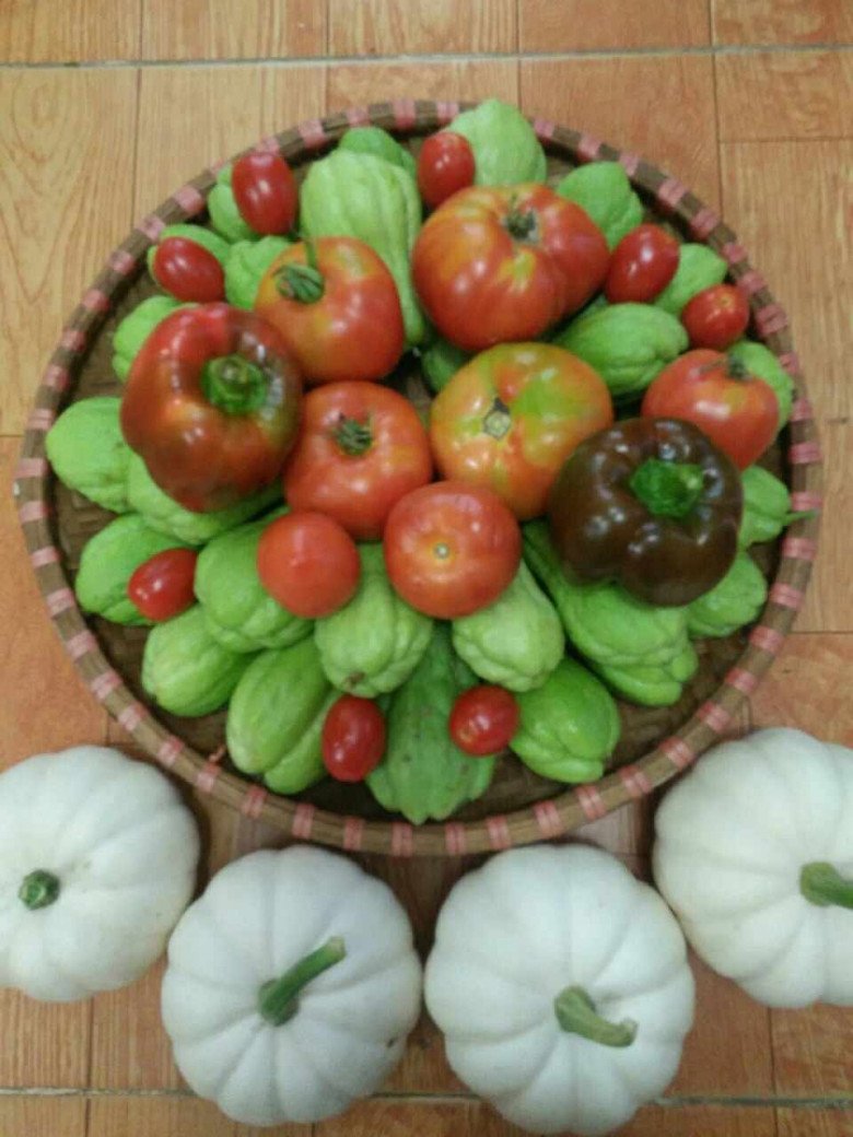 Mẹ đảm Sơn La mách bí quyết pha nước tưới rau 0 đồng, được vườn xanh ...