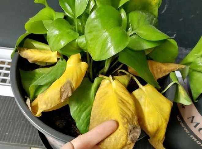 Thấy cây có 5 "báo động” này, cần xử lý càng sớm, chậm vài phút là lá ...