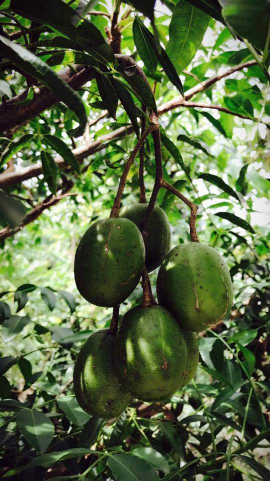 Thăm vườn nhà Việt Trinh đủ loại rau trái sai trĩu