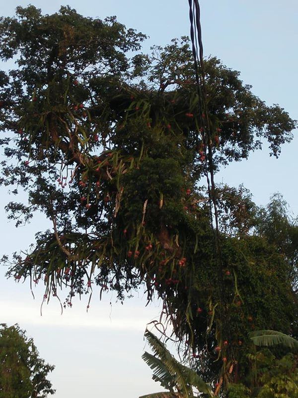 Xuất hiện "siêu cao thủ” thanh long, tuổi đời mấy chục năm, trộm thấy ...