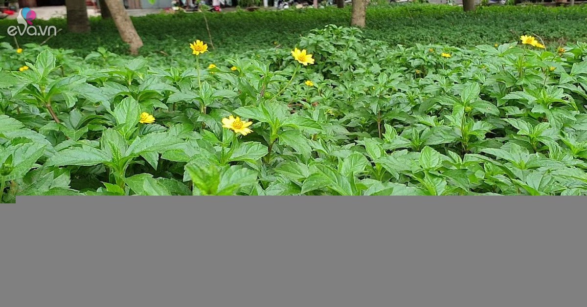 Những điều bạn cần biết về cây sài đất và cách trồng cây sài đất