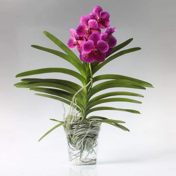 Cách trồng và chăm sóc lan vanda, tưởng không dễ mà dễ không tưởng