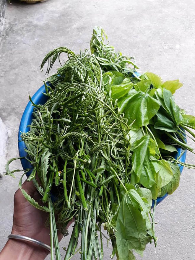 6 loại rau rừng ở Việt Nam giá đắt vẫn được lùng tìm, có tiền chưa chắc ...