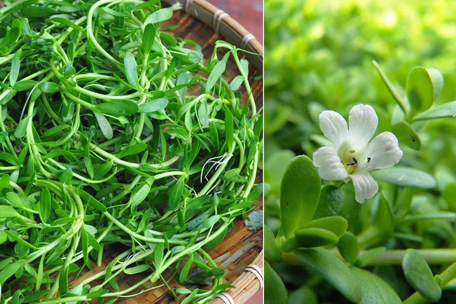 6 loại rau rừng ở Việt Nam giá đắt vẫn được lùng tìm, có tiền chưa chắc ...