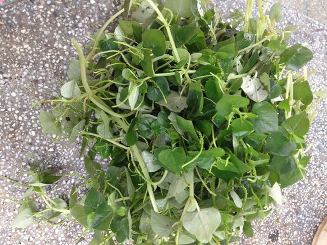 6 loại rau rừng ở Việt Nam giá đắt vẫn được lùng tìm, có tiền chưa chắc ...