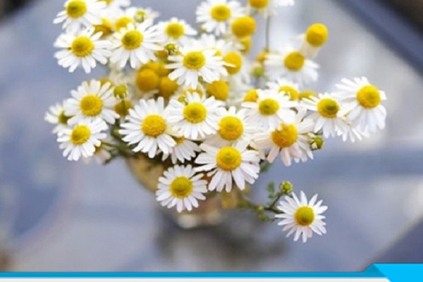 Ý nghĩa hoa Cúc Tana và cách cắm hoa đẹp nhất