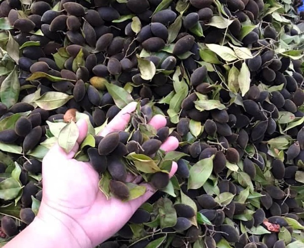 Loại quả rừng đen sì trước nửa triệu đồng/kg luôn cháy hàng, nay còn ...