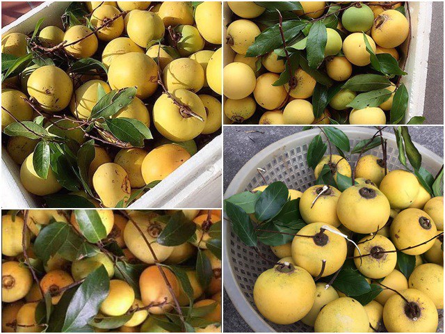 Loại quả quê chín rụng không ai nhặt, nay là thành đặc sản sang chảnh ...