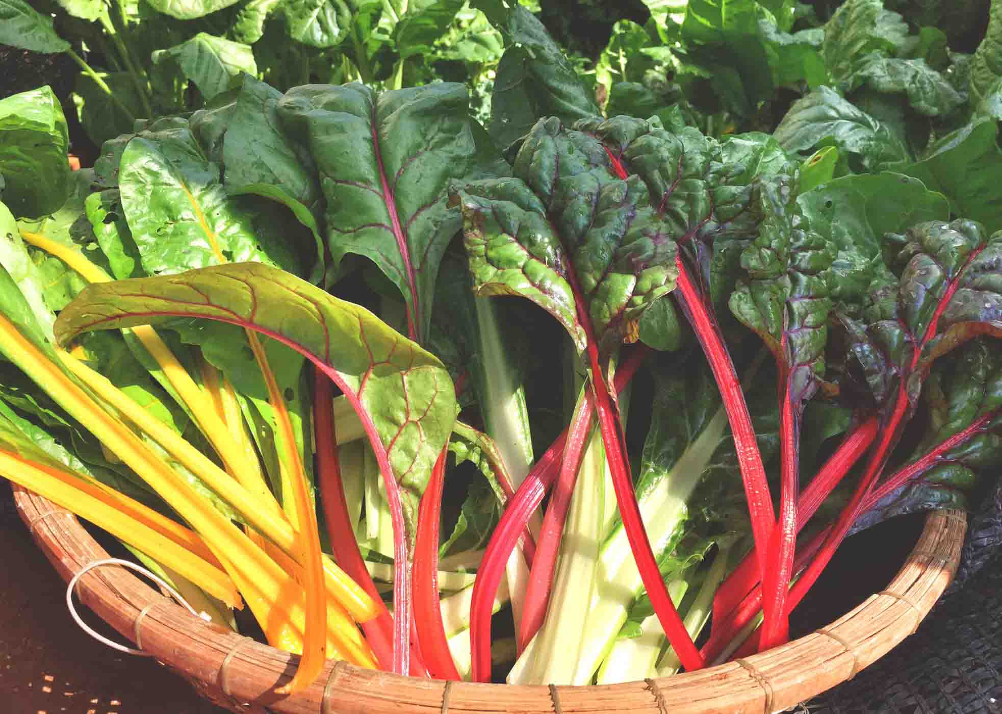 Cầm 200 triệu đồng "bỏ phố về quê”, 9X thành nông dân chăm vườn rau ...