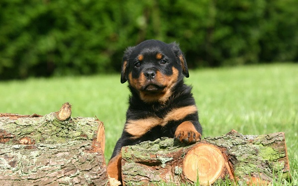 Chó Rottweiler: Nguồn gốc, đặc điểm và cách nuôi