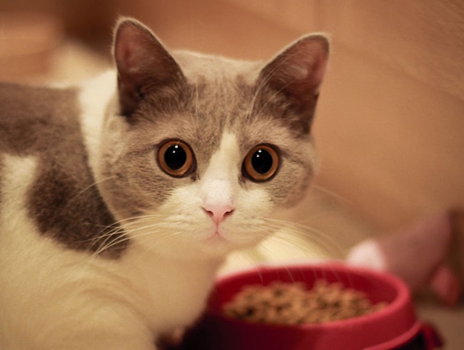 Mèo Munchkin - Đặc điểm nhận biết, nguồn gốc và giá bán