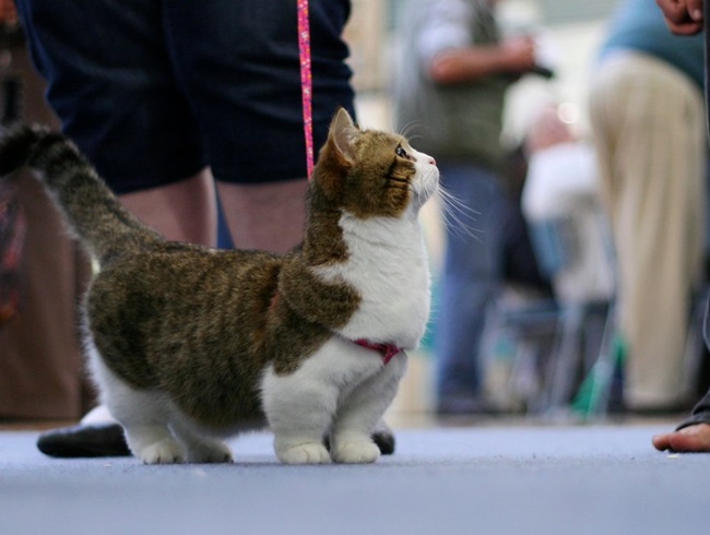 Mèo Munchkin - Đặc điểm nhận biết, nguồn gốc và giá bán