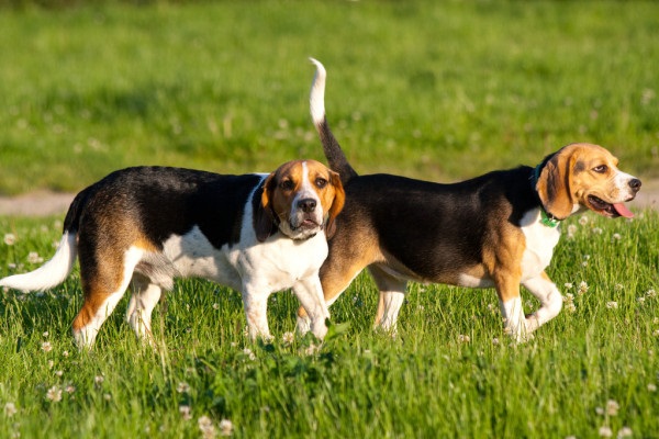 Chó săn thỏ Beagle: Nguồn gốc, đặc điểm và cách nuôi