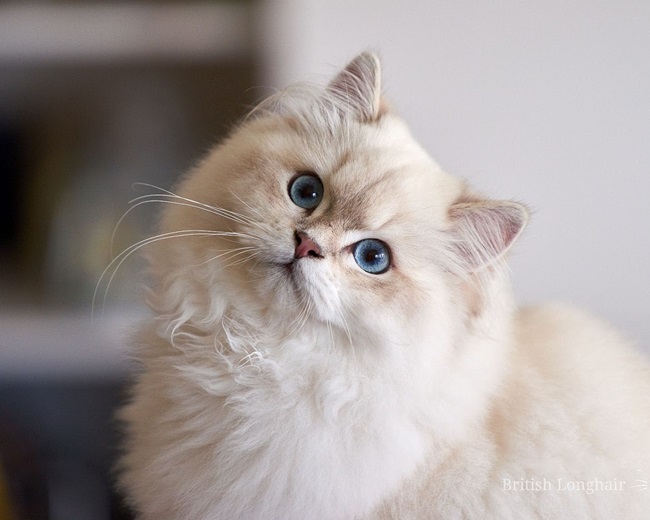 Mèo cảnh - Những loại mèo được yêu thích nhất