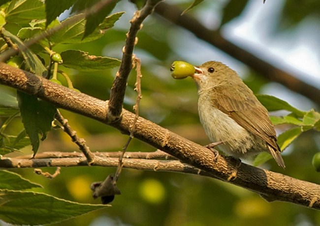 Chim Sâu - Đặc điểm, môi trường sống và cách nuôi