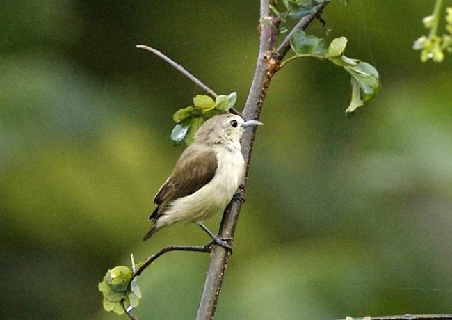 Chim Sâu - Đặc điểm, môi trường sống và cách nuôi