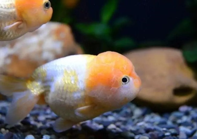 Cá Ranchu - Đặc điểm, cách nuôi và phòng bệnh cho cá khỏe