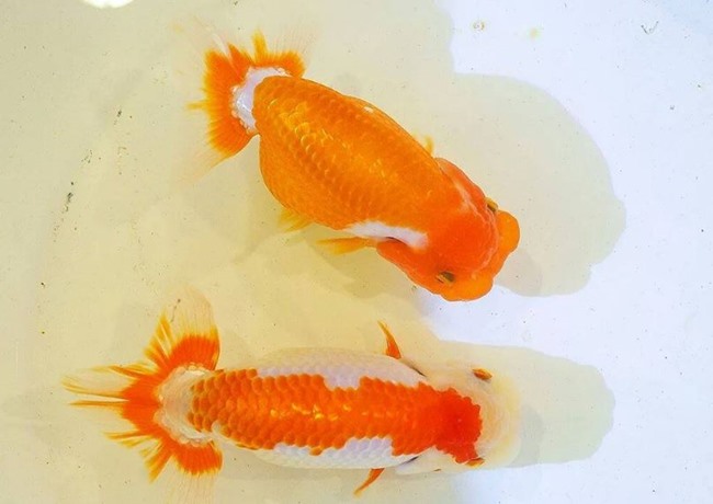 Cá Ranchu - Đặc điểm, cách nuôi và phòng bệnh cho cá khỏe