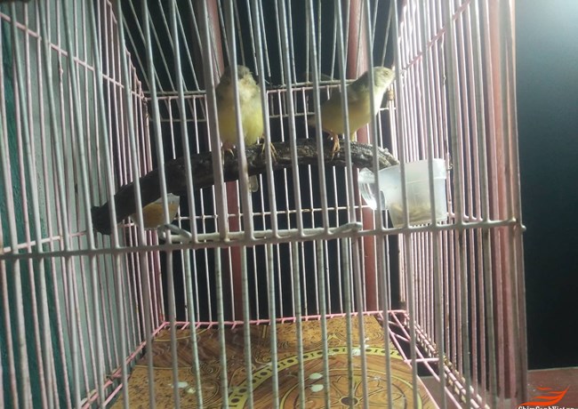 Chim Sâu - Đặc điểm, môi trường sống và cách nuôi