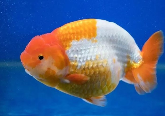 Cá Ranchu - Đặc điểm, cách nuôi và phòng bệnh cho cá khỏe