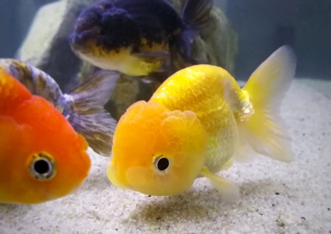 Cá Ranchu - Đặc điểm, cách nuôi và phòng bệnh cho cá khỏe