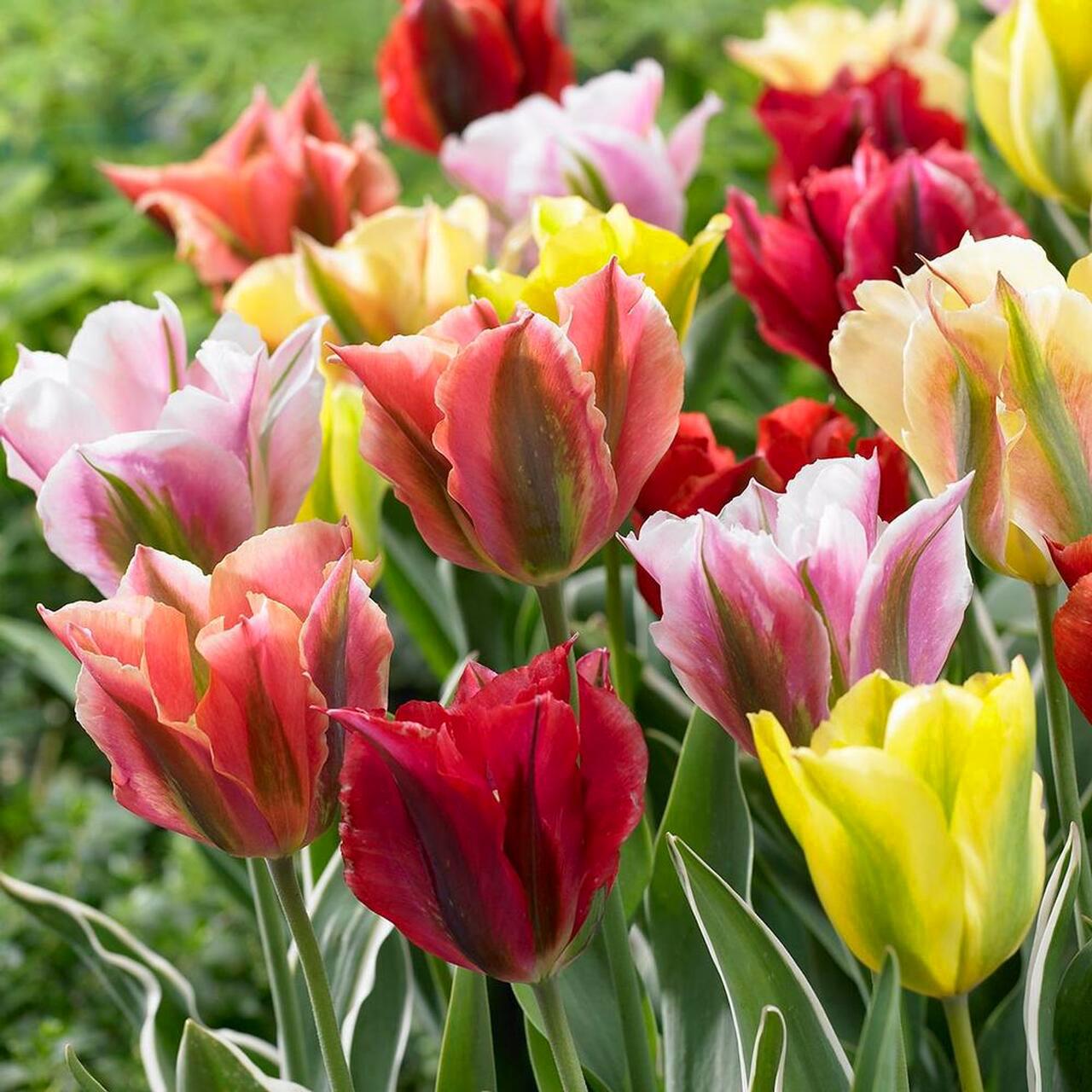 Hoa Tulip - Nguồn gốc, đặc điểm và ý nghĩa ẩn giấu đằng sau mỗi sắc hoa