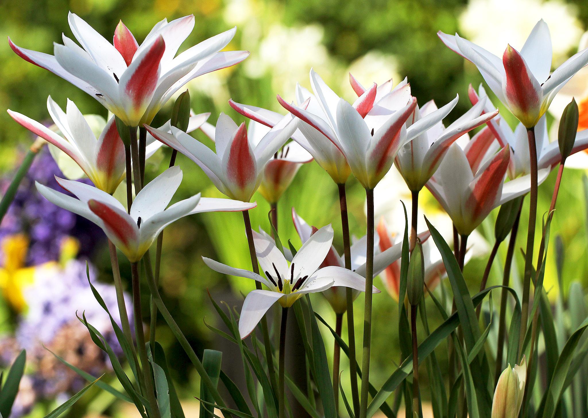 Hoa Tulip - Nguồn gốc, đặc điểm và ý nghĩa ẩn giấu đằng sau mỗi sắc hoa