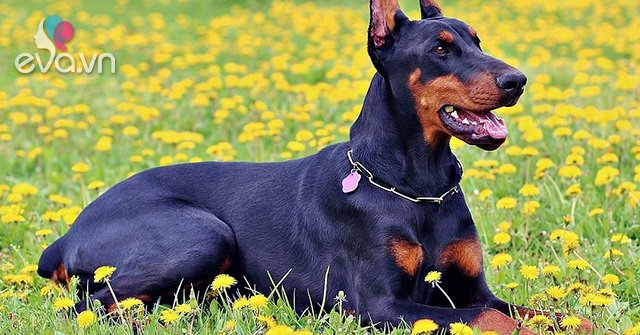 Chó Doberman: Nguồn gốc, đặc điểm, giá bán và cách nuôi