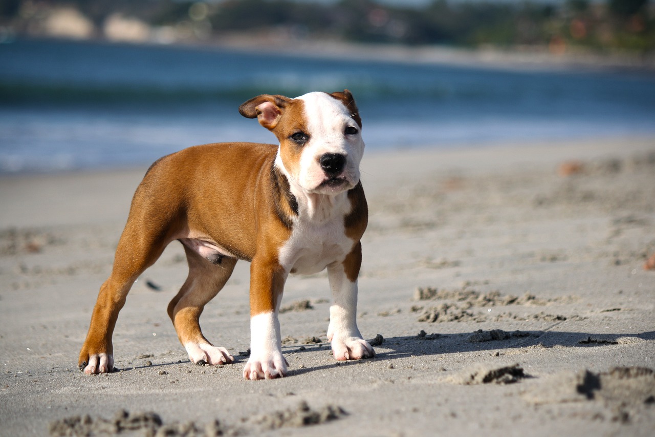 Chó Pitbull - Nguồn gốc, đặc điểm, giá bán và cách thuần hóa