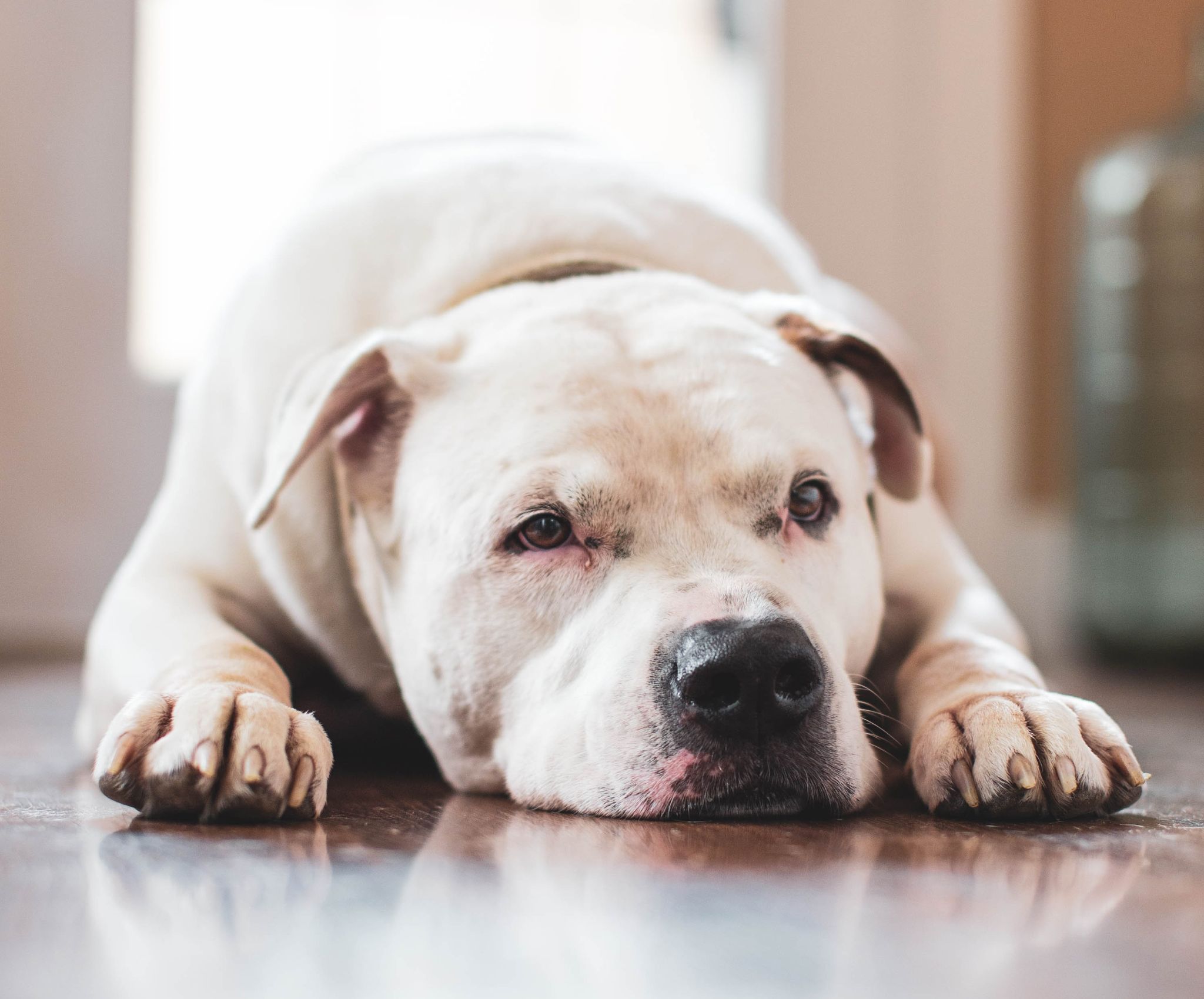 Chó Pitbull - Nguồn gốc, đặc điểm, giá bán và cách thuần hóa