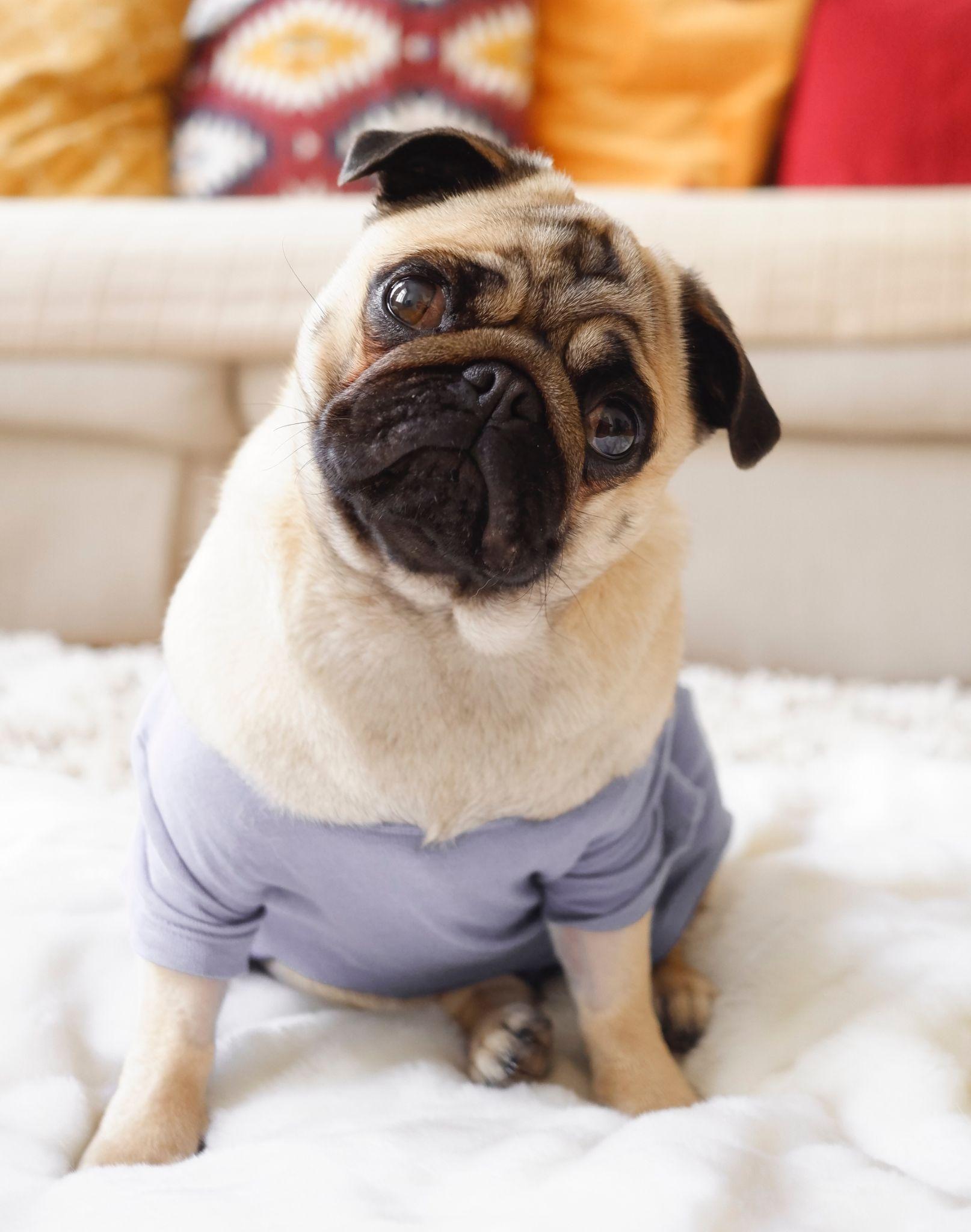 Chó Pug: Nguồn gốc, đặc điểm, giá bán và cách chăm sóc